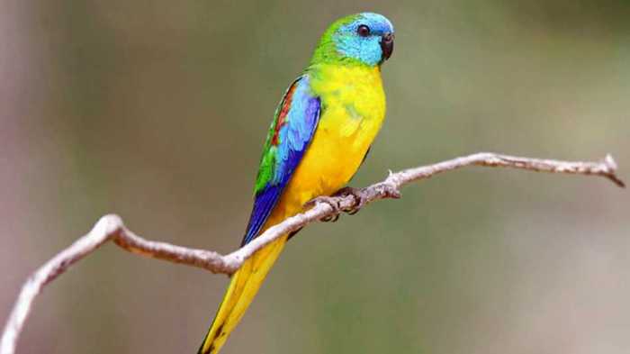 Perruche Turquoisine :: Le Piaf d'Argent