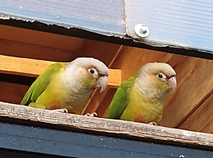 Conure :: Le Piaf d'Argent